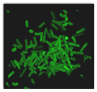 GE Healthcare Buys Applied Precision-High Resolution Microscopes and ...